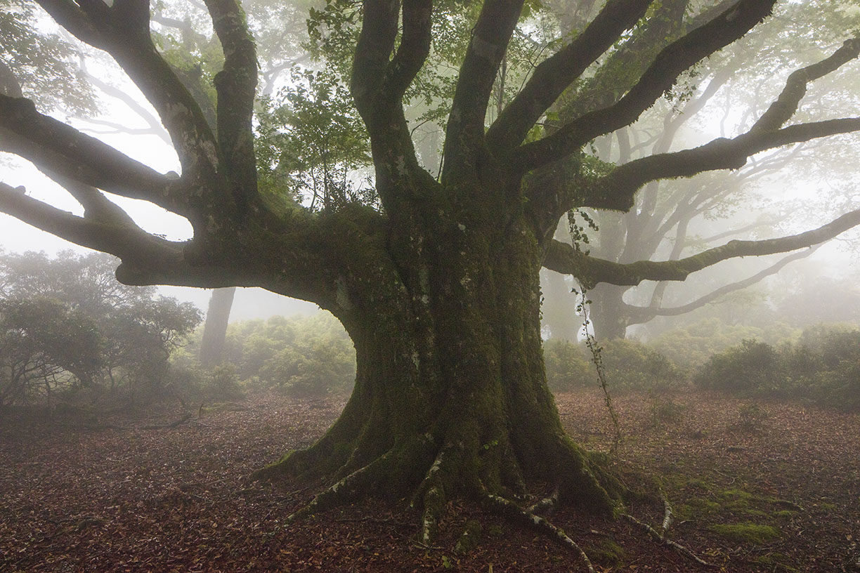 Primeval Forest at Mt. Amagi天城山の原生林 | Chikara KOMURA