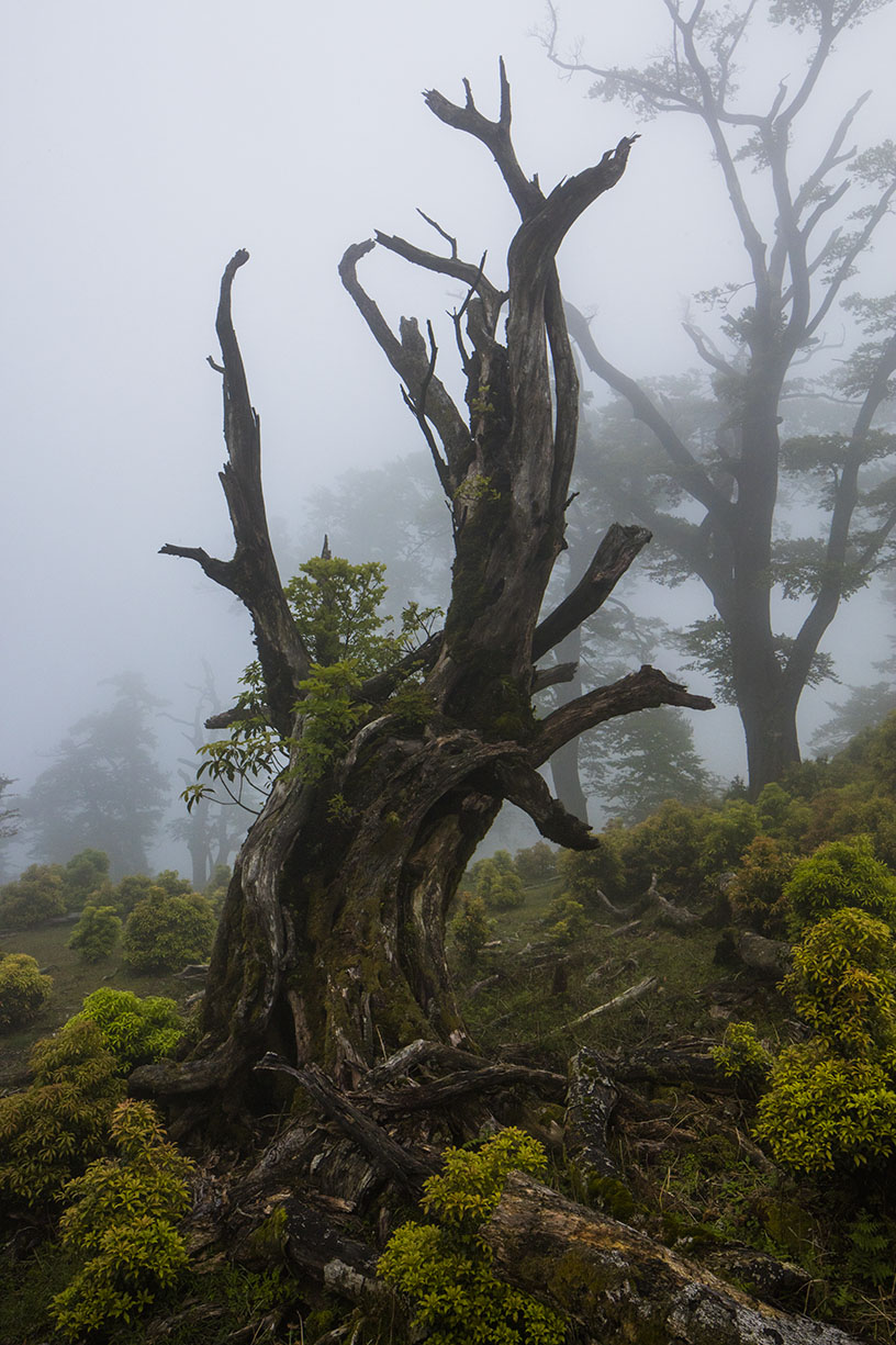 Primeval Forest at Mt. Amagi天城山の原生林 | Chikara KOMURA