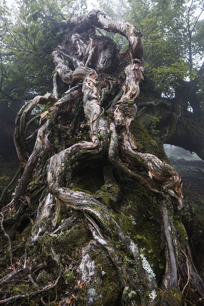 Primeval Forest at Mt. Amagi天城山の原生林 | Chikara KOMURA