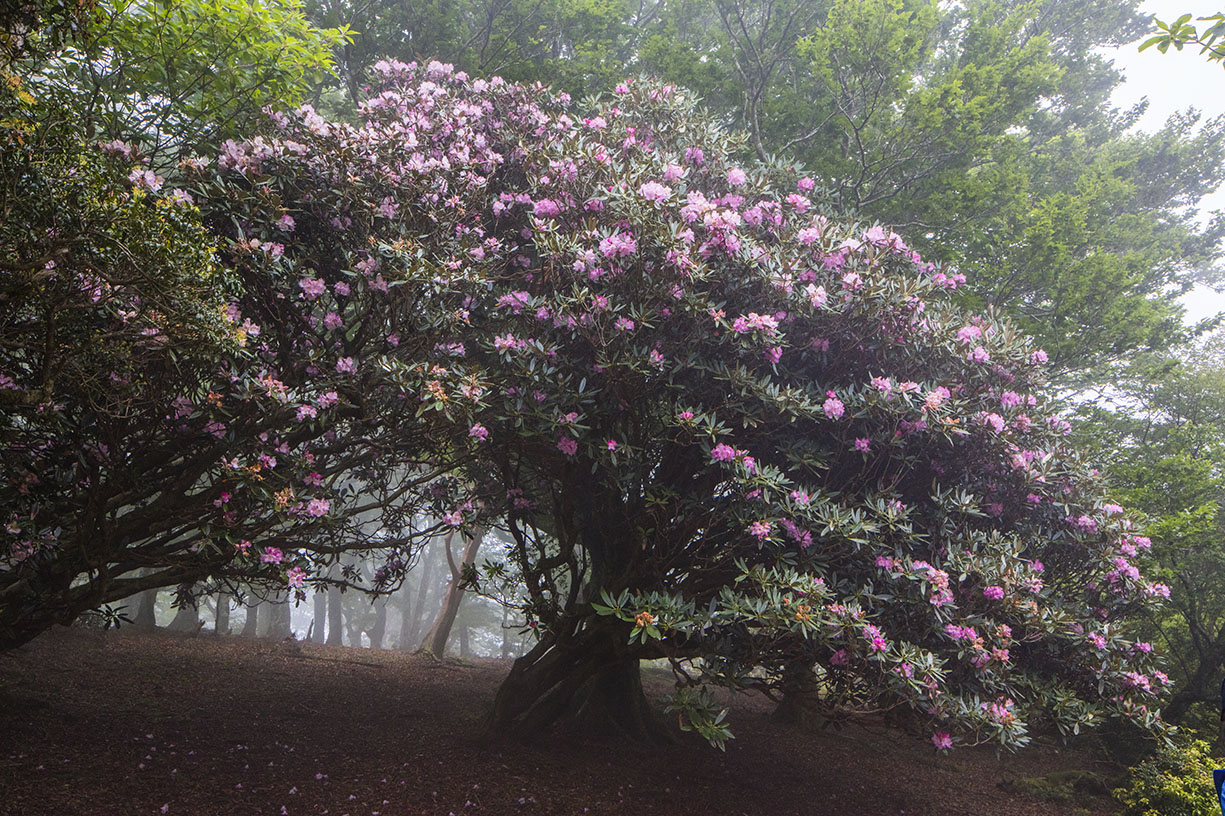 Primeval Forest at Mt. Amagi天城山の原生林 | Chikara KOMURA