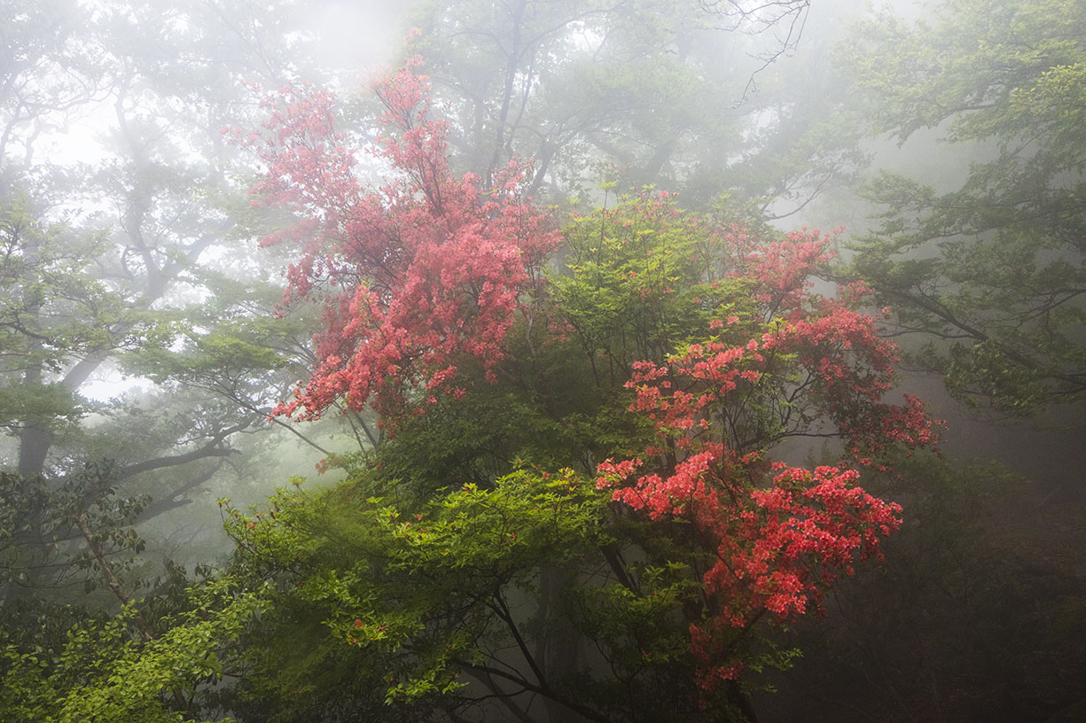 Primeval Forest at Mt. Amagi天城山の原生林 | Chikara KOMURA
