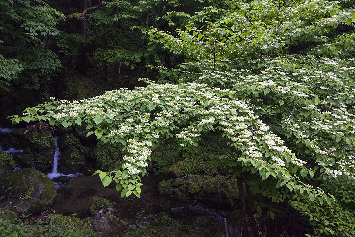 Primeval Forest at Mt. Amagi天城山の原生林 | Chikara KOMURA