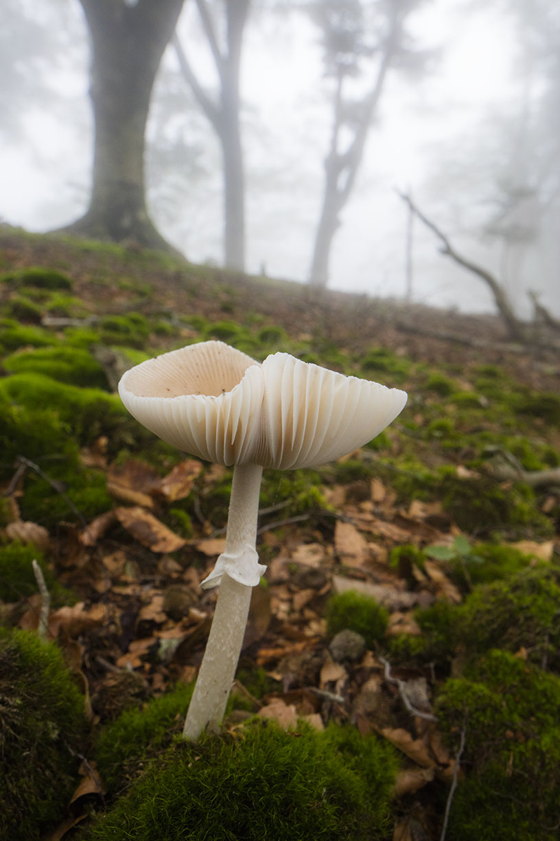 Primeval Forest at Mt. Amagi天城山の原生林 | Chikara KOMURA