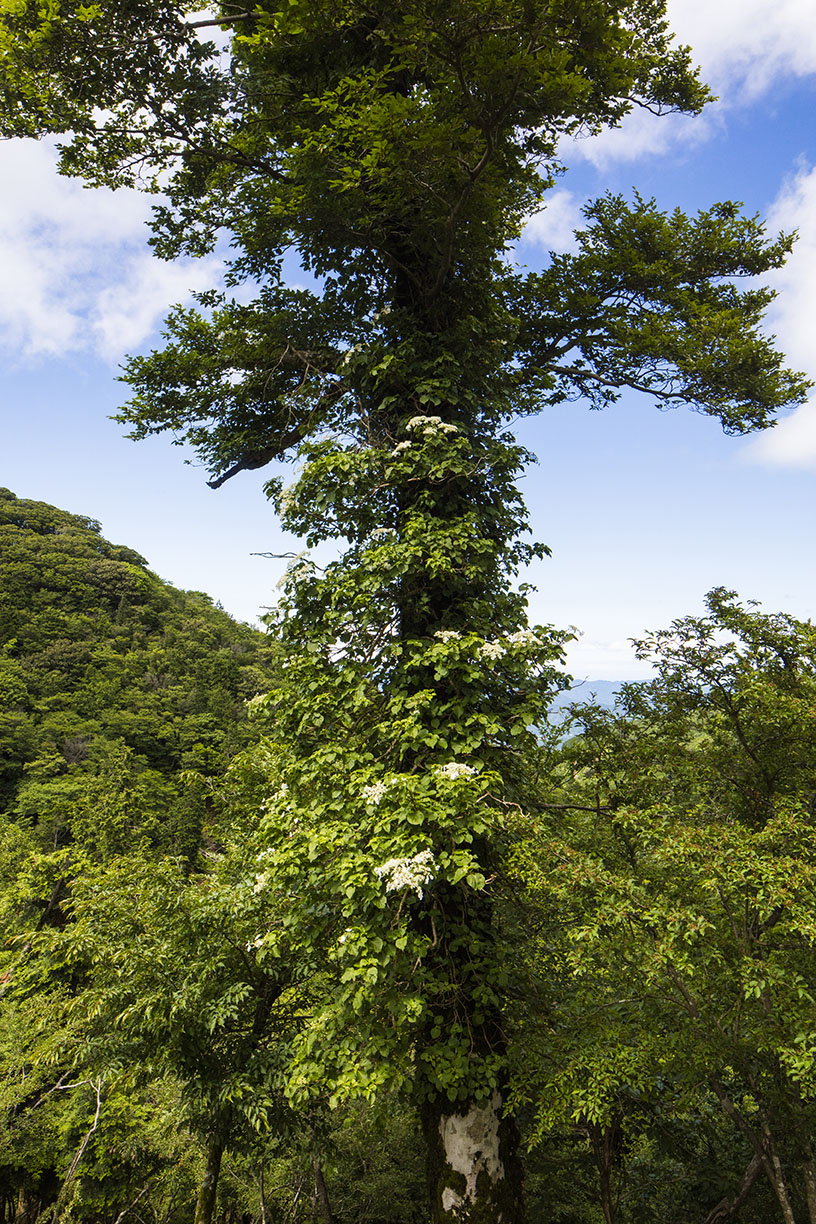 Primeval Forest at Mt. Amagi天城山の原生林 | Chikara KOMURA