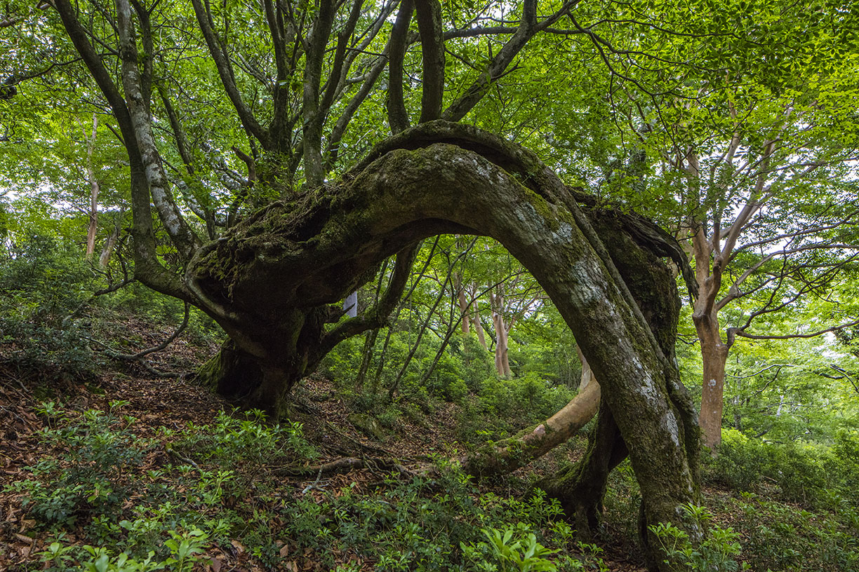 Primeval Forest at Mt. Amagi天城山の原生林 | Chikara KOMURA