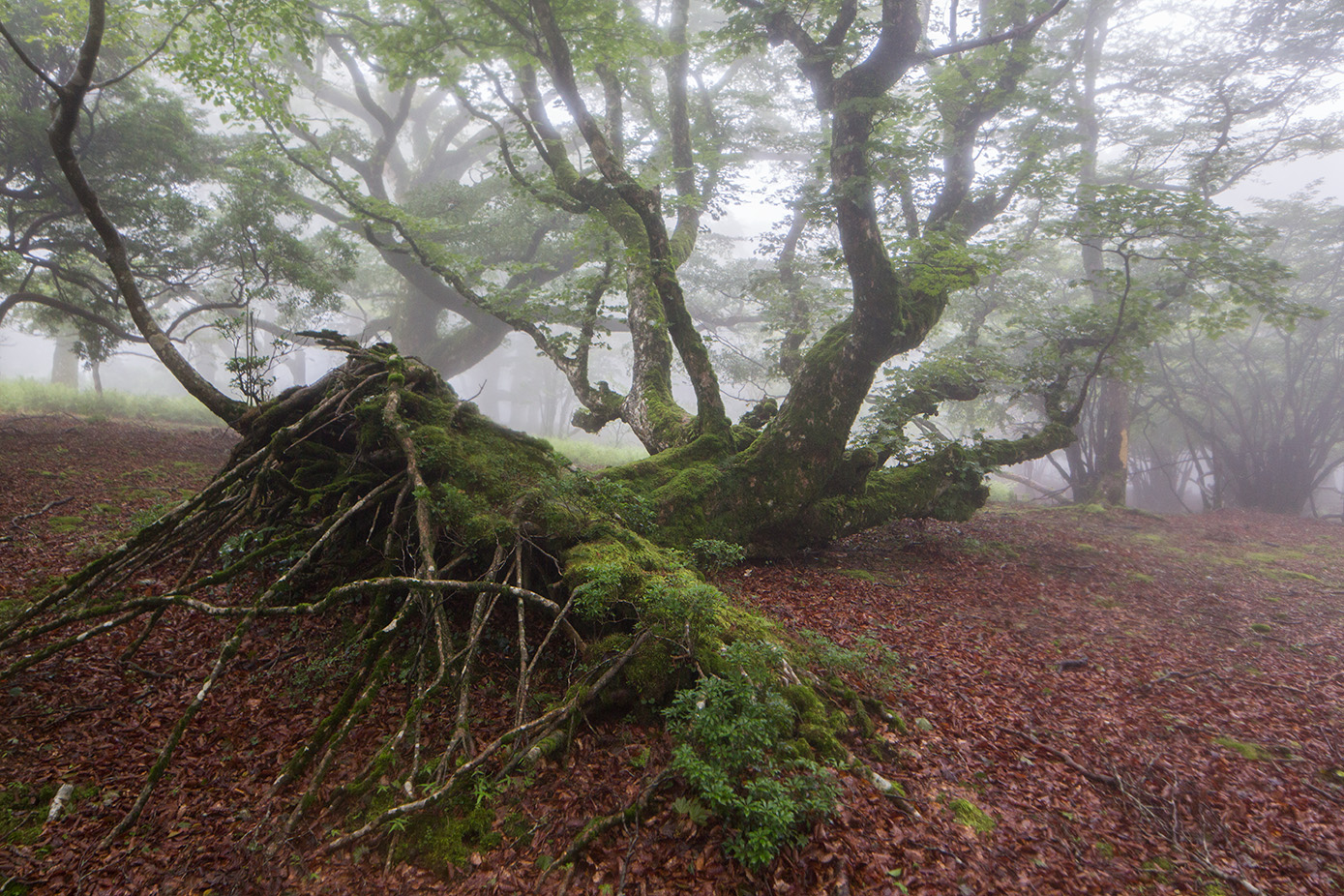 Santa Fe 2023 Portfolio Review 2) Primeval Forest at Mt. Amagi ...