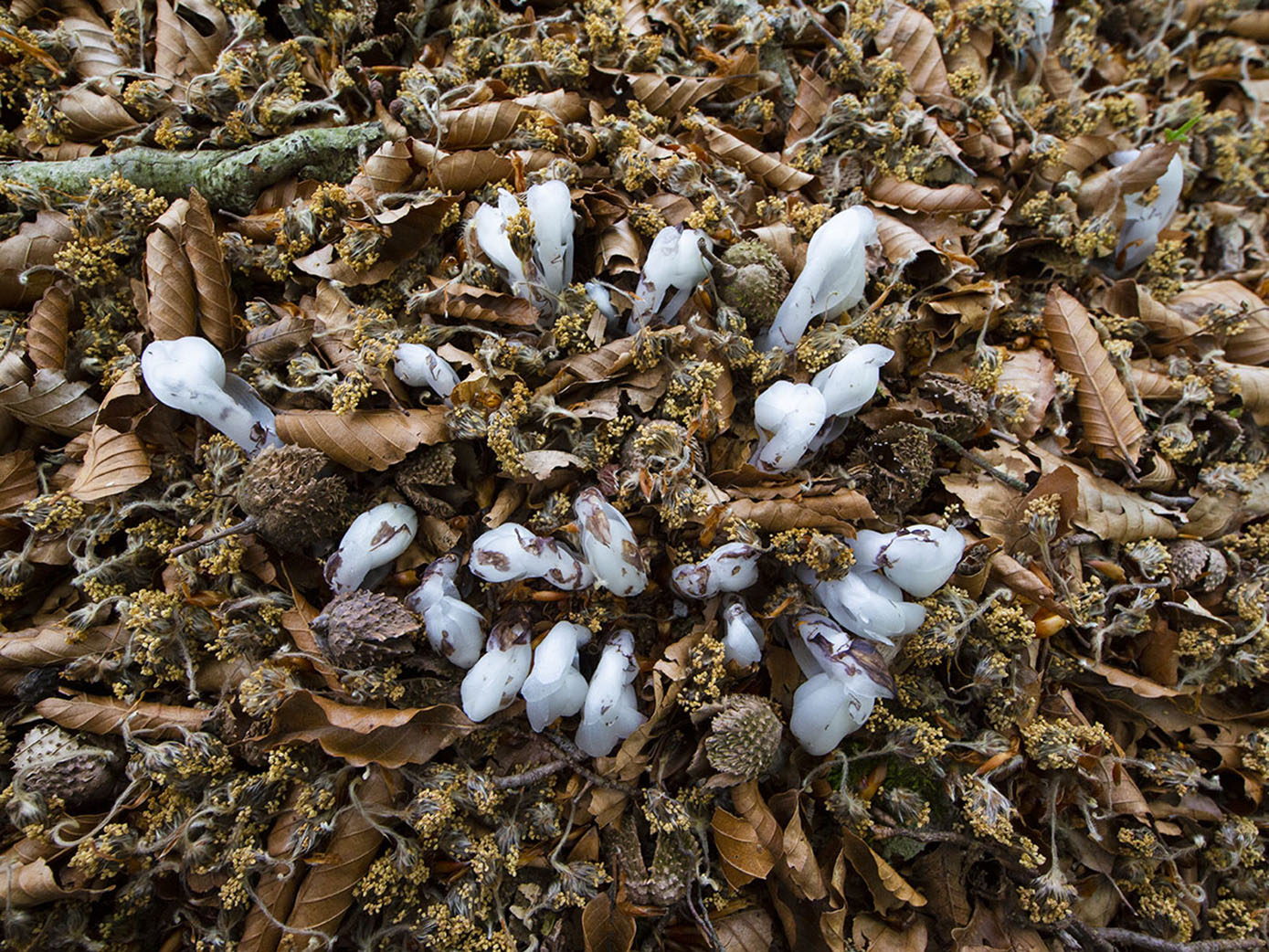 Santa Fe 2023 Portfolio Review 2) Primeval Forest at Mt. Amagi ...