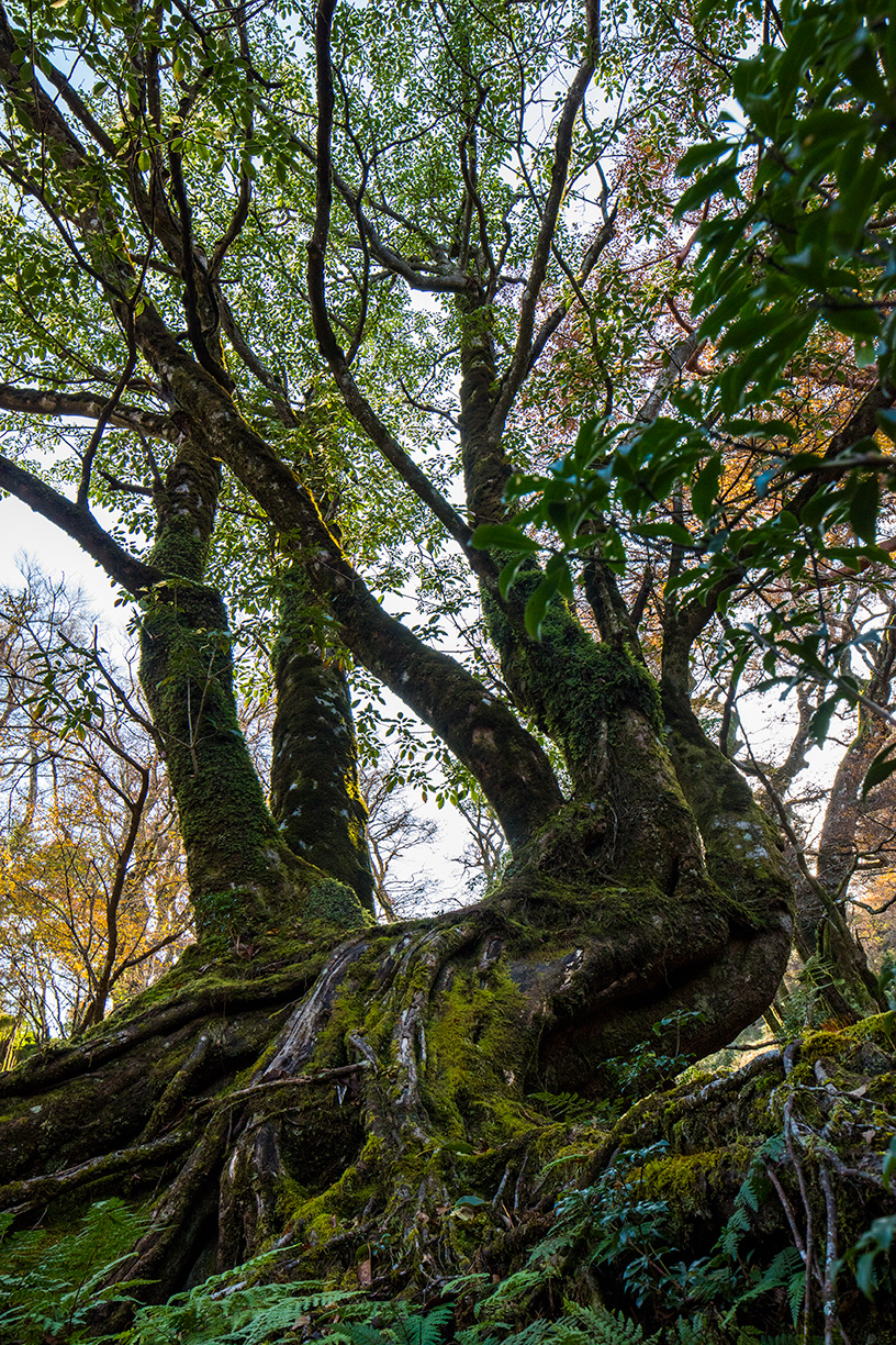 Santa Fe 2023 Portfolio Review 2) Primeval Forest at Mt. Amagi ...