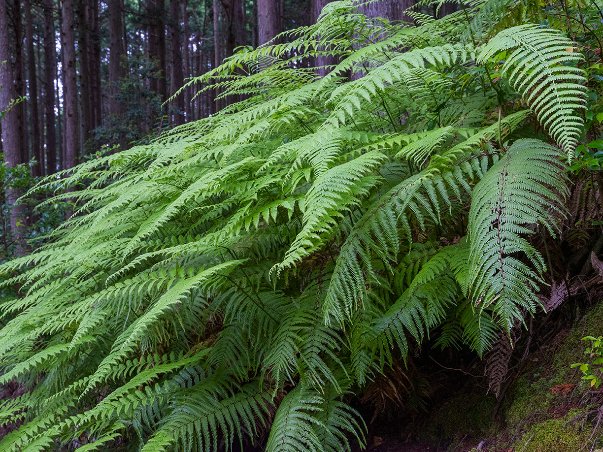Santa Fe 2023 Portfolio Review 2) Primeval Forest at Mt. Amagi ...