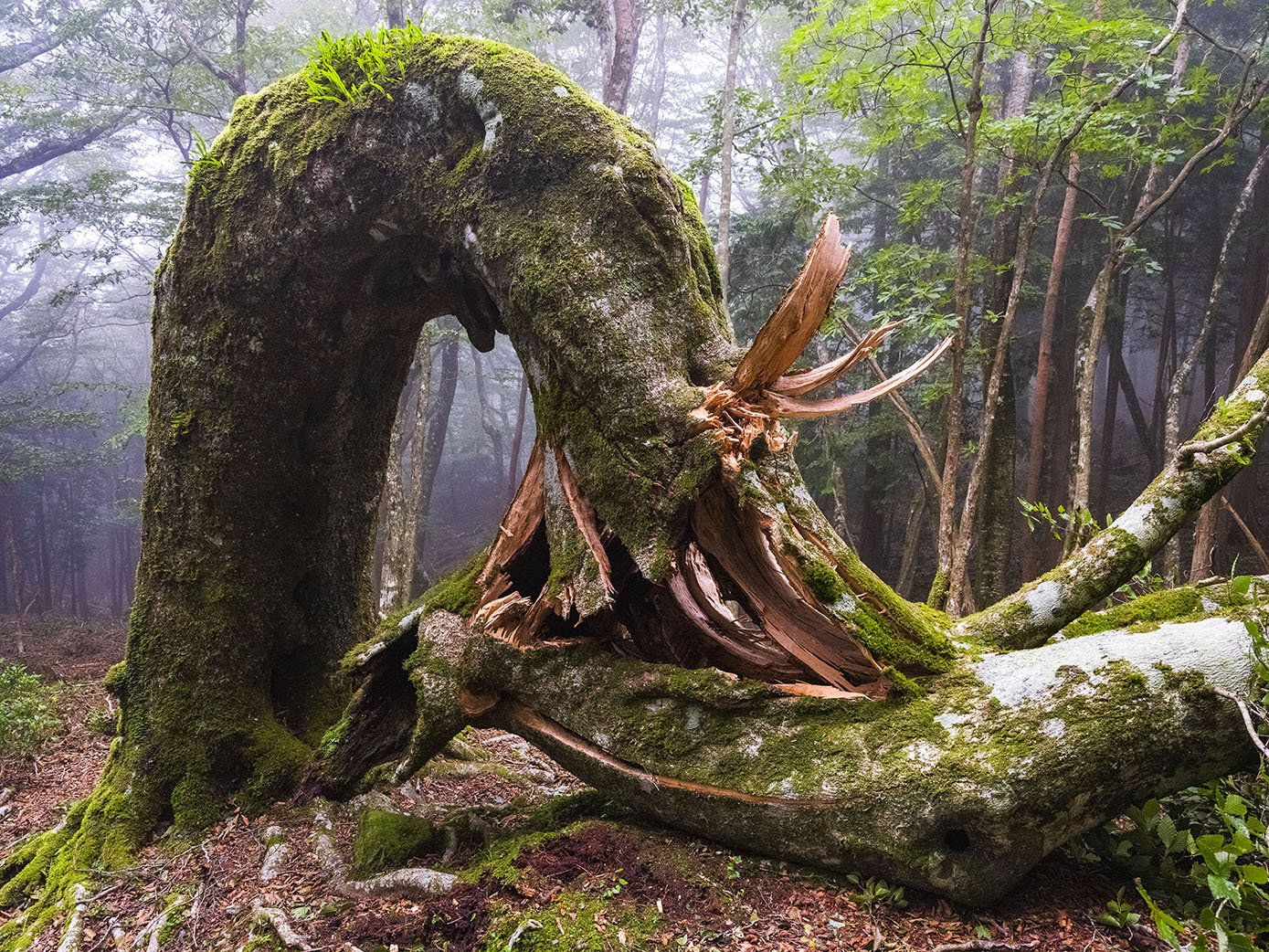 Santa Fe 2023 Portfolio Review 2) Primeval Forest at Mt. Amagi ...