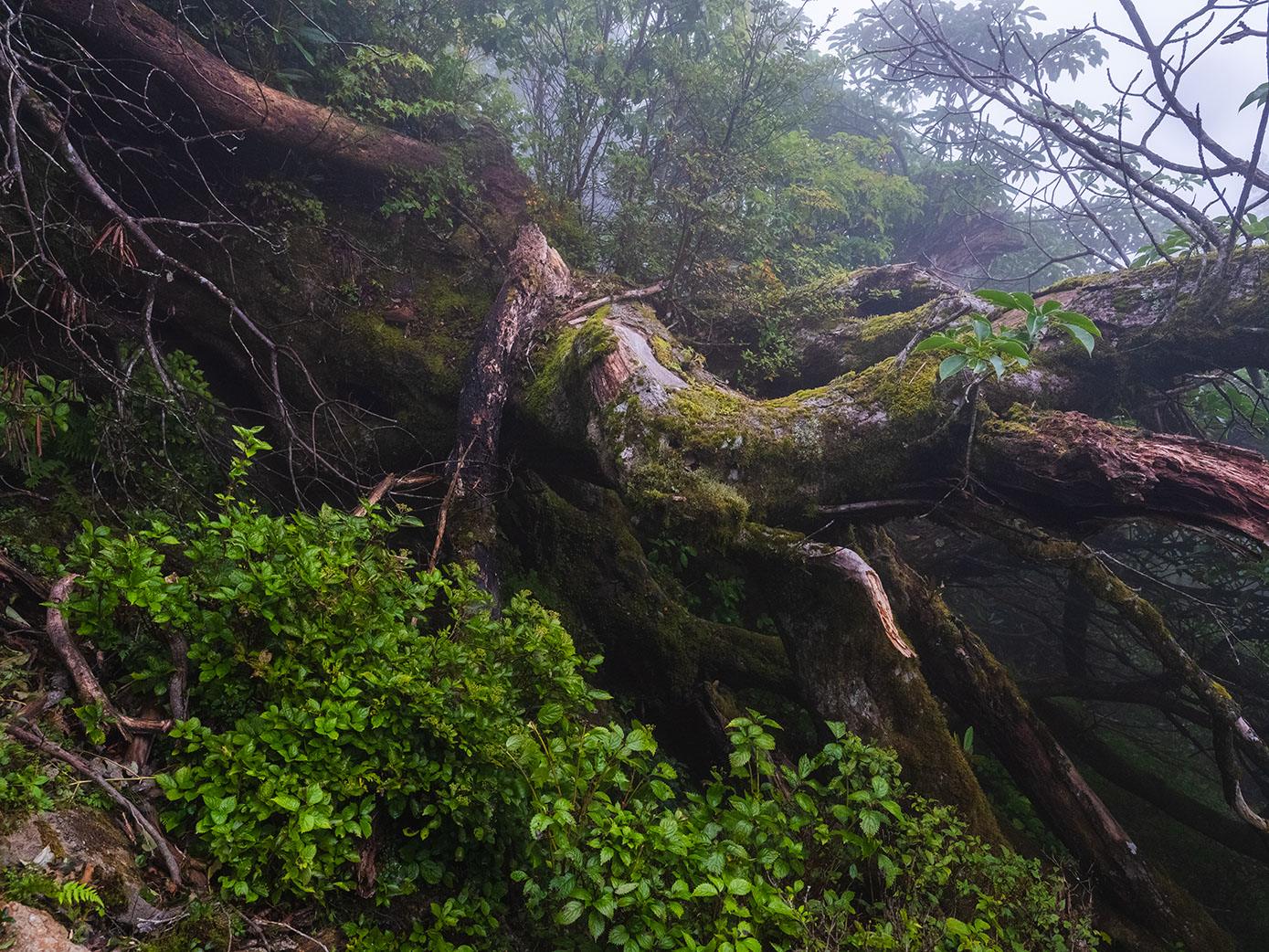 Santa Fe 2022 Portfolio Review 2) Primeval Forest at Mt. Amagi ...